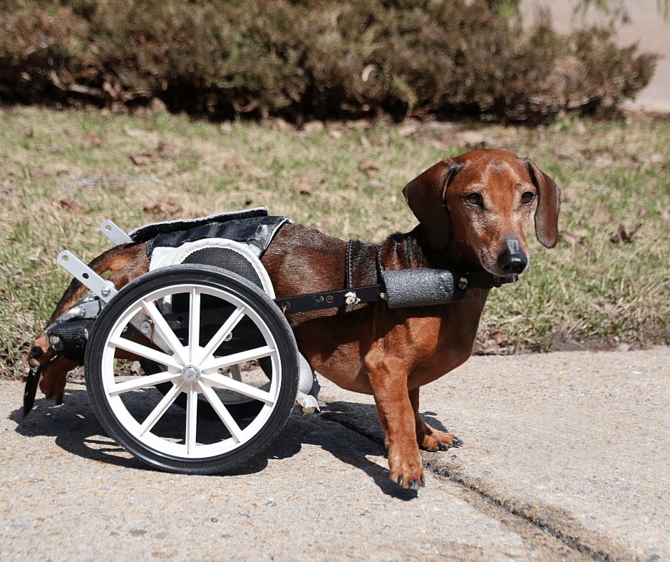 7 Things to Consider Before Adopting Disabled Animals | KindTail