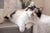 Calico Cat Personality: Traits, Behavior, and How Cat Color Influences ...