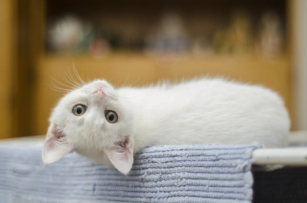 Cat Safety Tips to Protect Our Feline Friends at Home | KindTail