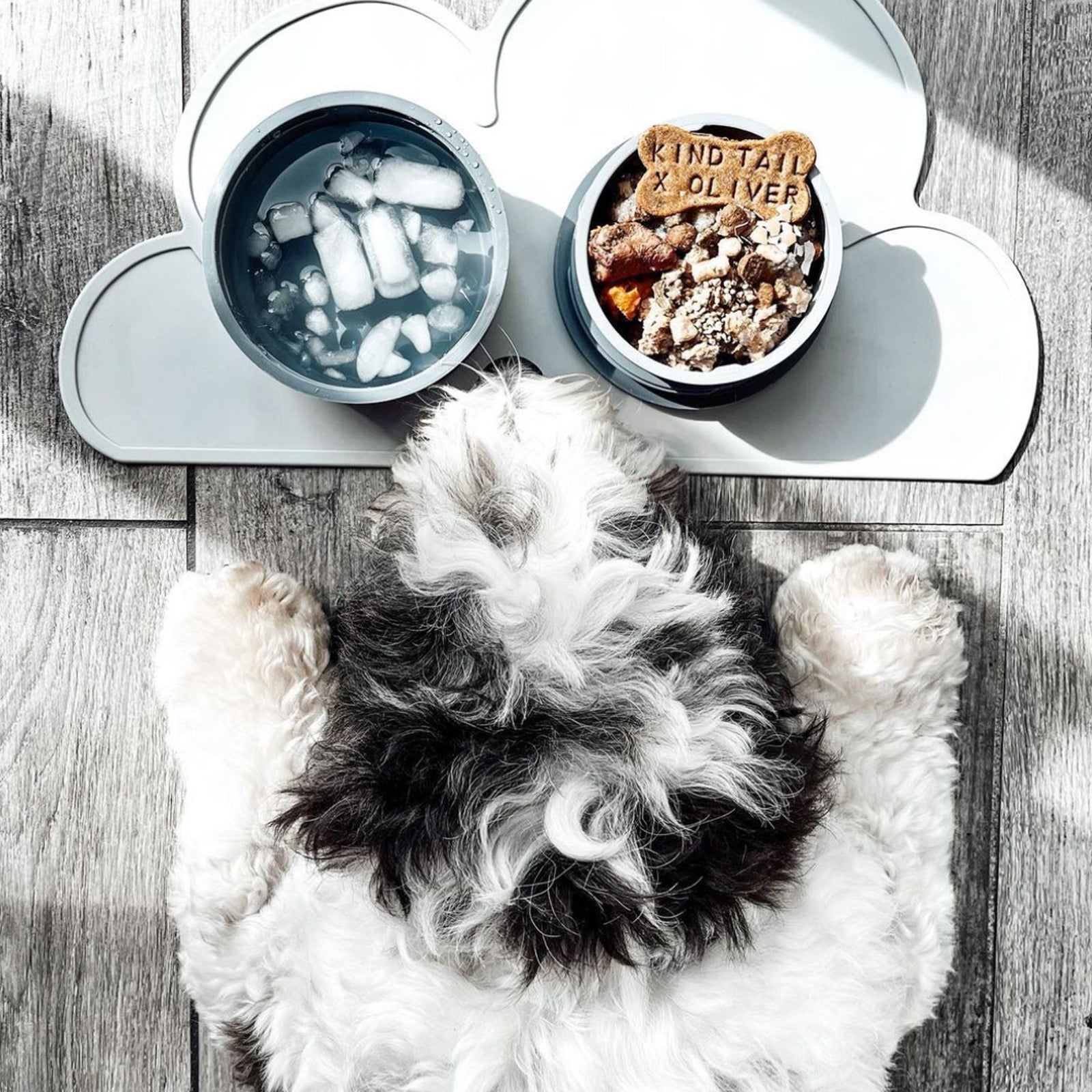 KindTail Featured on The New Dog Owner’s Checklist: 15 Essential Items ...