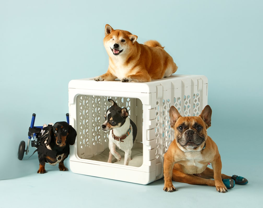 KindTail: Pet Products Designed with Love