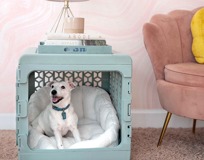 KindTail: Pet Products Designed with Love